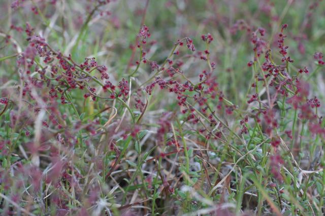 Surf Coast Nature Search