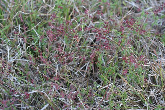 Surf Coast Nature Search