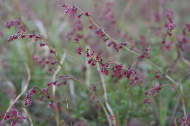 Surf Coast Nature Search