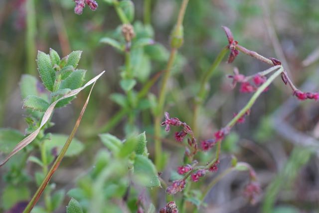 Surf Coast Nature Search