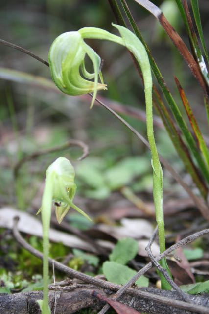Surf Coast Nature Search
